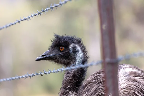 An Australian Emu walking along a barbed wire fence in the outback in ...