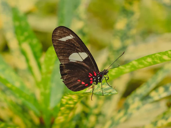 Red butterfly Stock Photos, Royalty Free Red butterfly Images ...