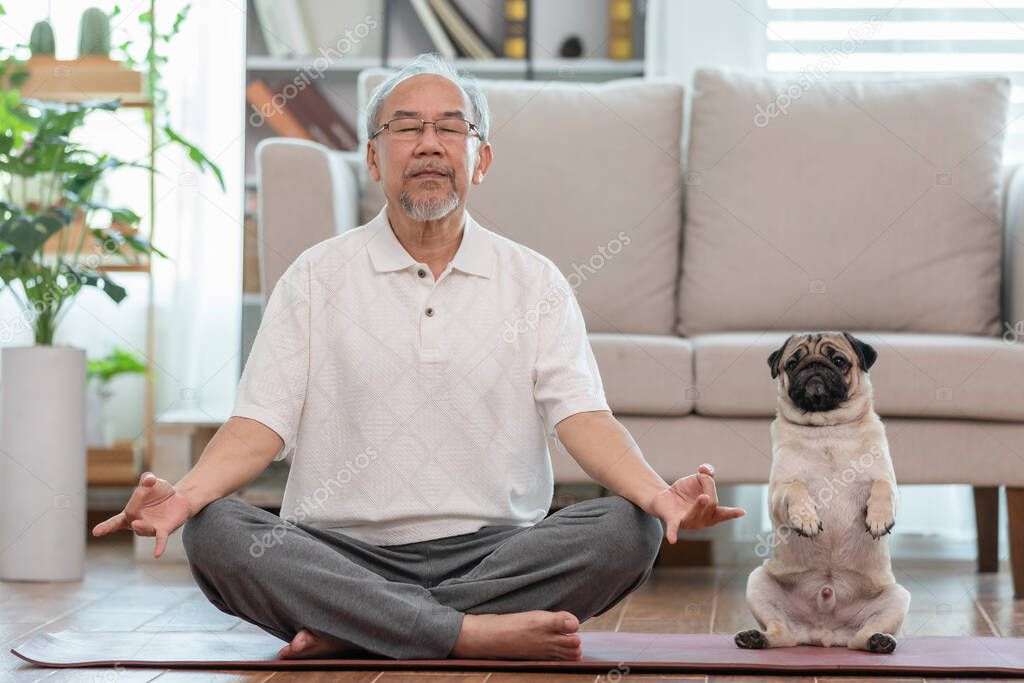 Asiático anciano senoir hombre haciendo yoga con perro pug crianza en ...