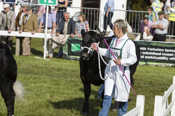 Cheltenham racecourse Stock Photos, Royalty Free Cheltenham racecourse ...