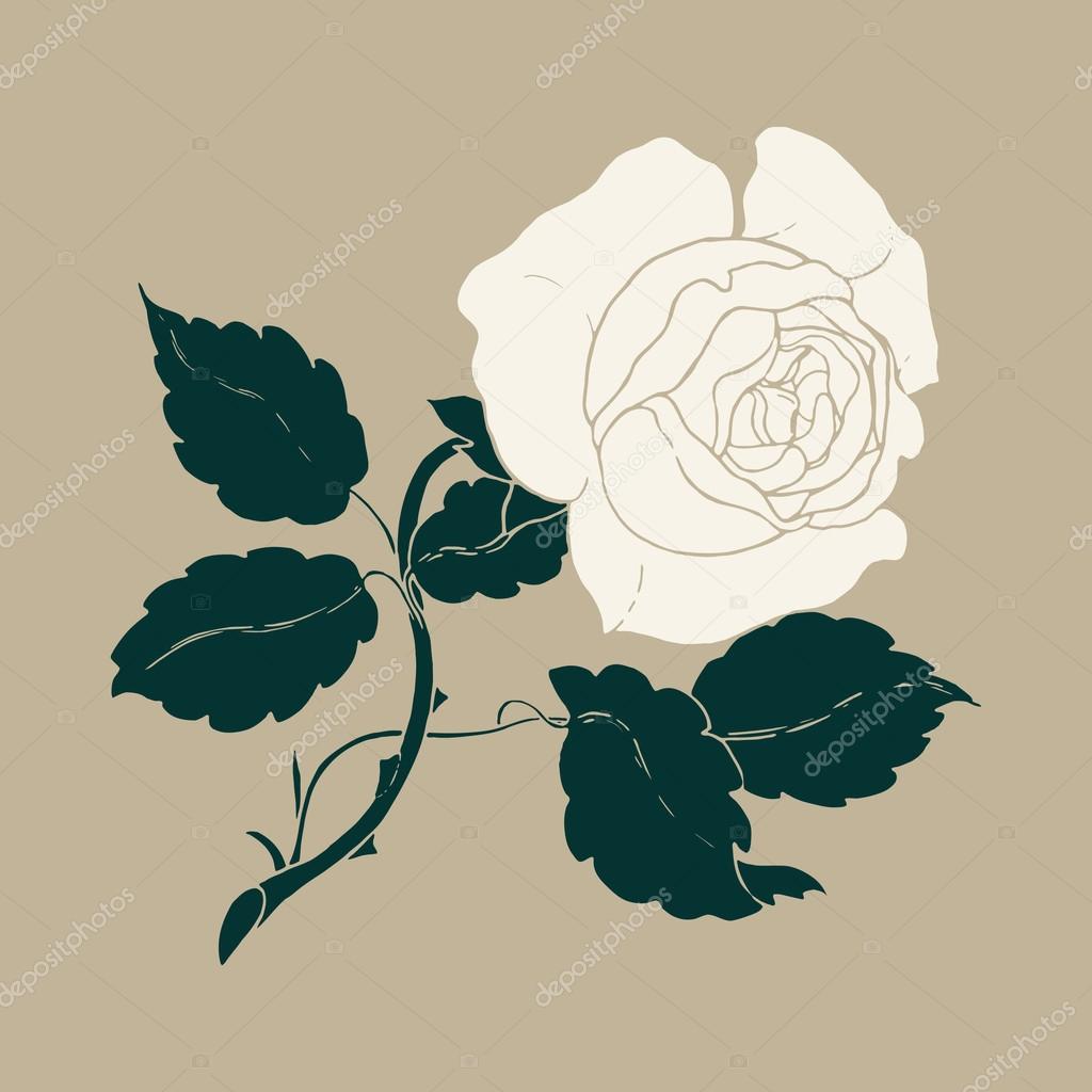 Drawings: white roses | White rose — Stock Vector © masha_tace #60824167