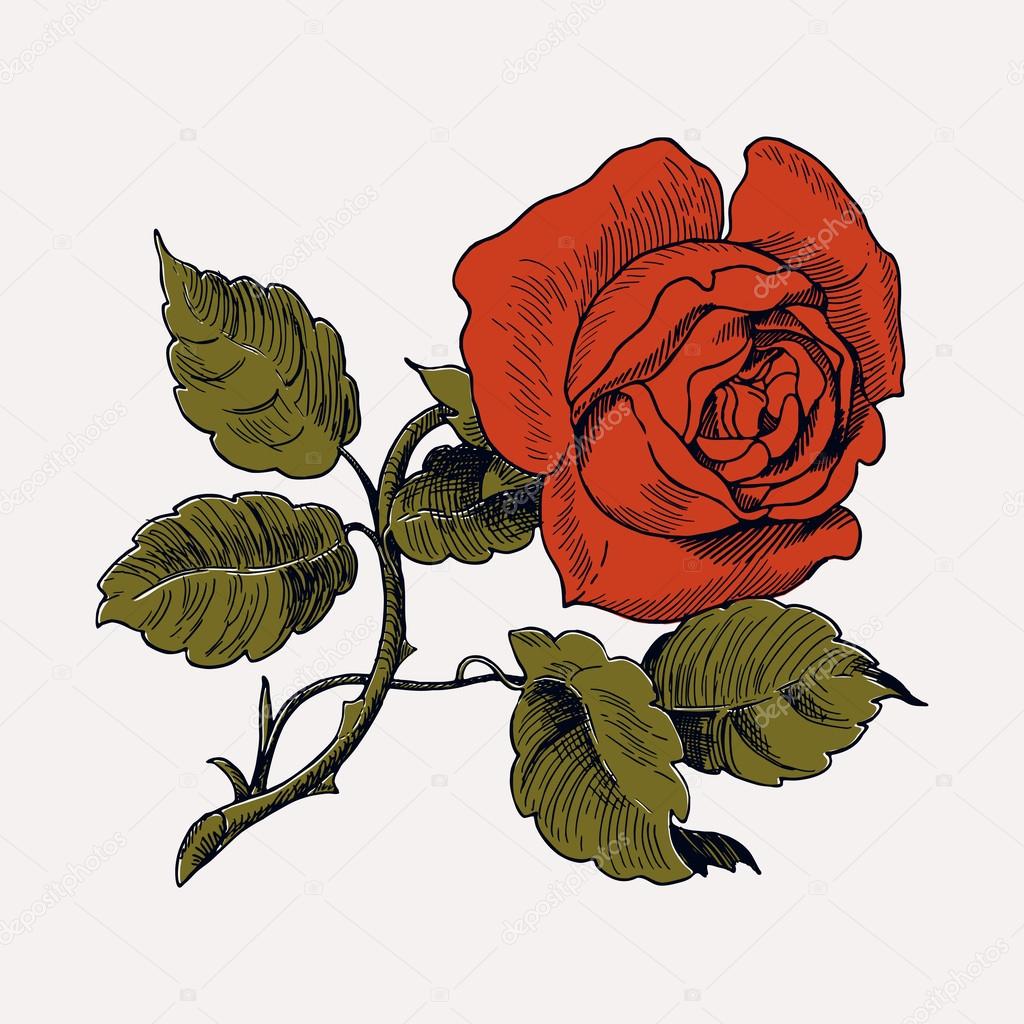 Rose Rouge Avec Dessin De Tige