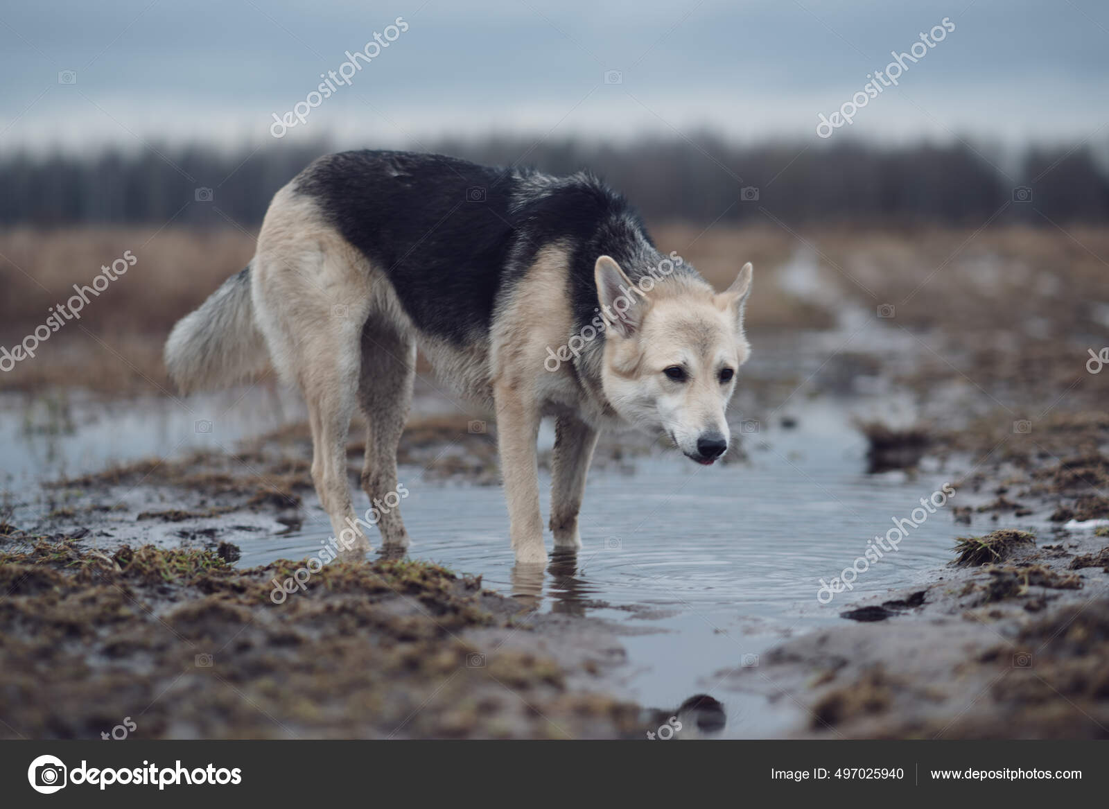 Dog Walking Puddles — Stock Photo © livinskyalex #497025940