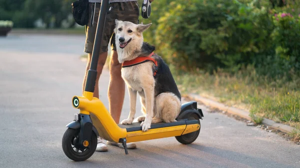 Dog scooter Stock Photos, Royalty Free Dog scooter Images | Depositphotos