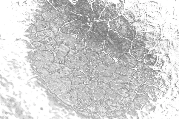 Sel mitosis mikrograf Stock Photos, Royalty Free Sel mitosis mikrograf ...