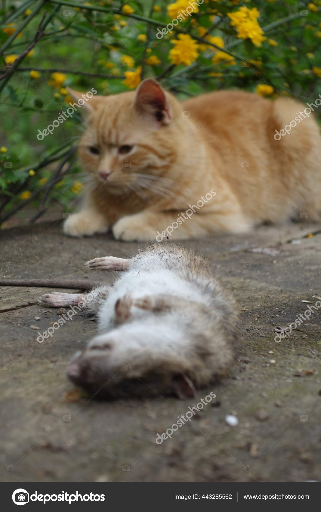 Cat Caught Rat — Stock Photo © ivanvbtv #443285562 Cat Caught Rat — Stock Photo © ivanvbtv #443285562