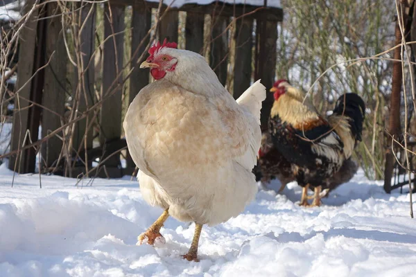 Chicken winter Stock Photos, Royalty Free Chicken winter Images ...