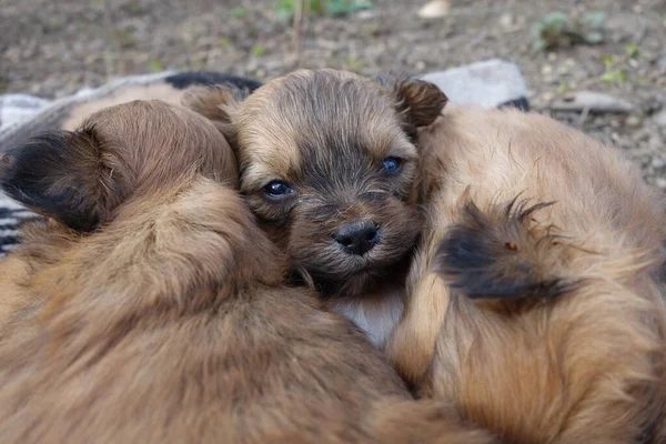 Small breed dogs Stock Photos, Royalty Free Small breed dogs Images ...