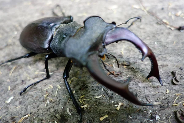 Stag beetle Stock Photos, Royalty Free Stag beetle Images | Depositphotos