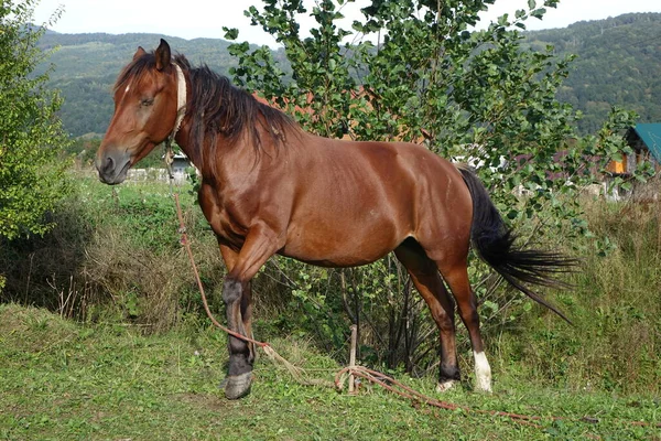 Sarasou horse Stock Photos, Royalty Free Sarasou horse Images ...