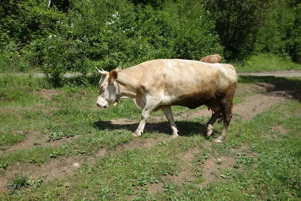Cow poop Stock Photos, Royalty Free Cow poop Images | Depositphotos