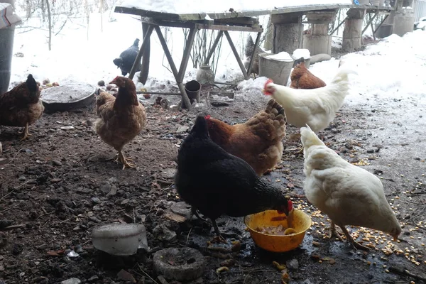 Chicken farm/Mountain village chicken farm stable with lots of hen ...