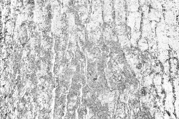 Tree ash tree texture Stock Photos, Royalty Free Tree ash tree texture ...