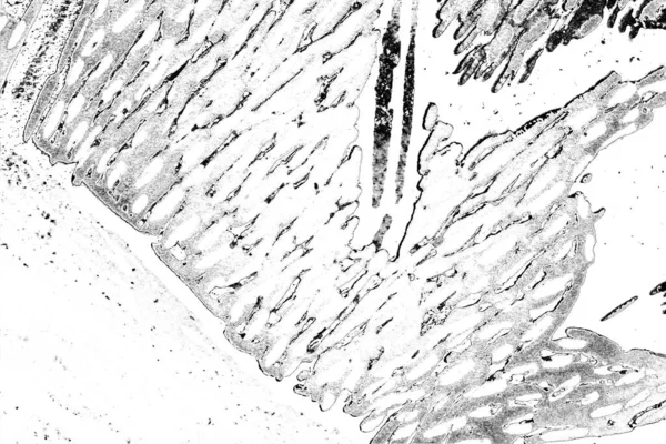 100,000 Timo histologia Vector Images | Depositphotos