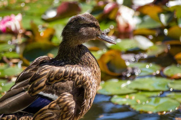 Pato florida Stock Photos, Royalty Free Pato florida Images | Depositphotos