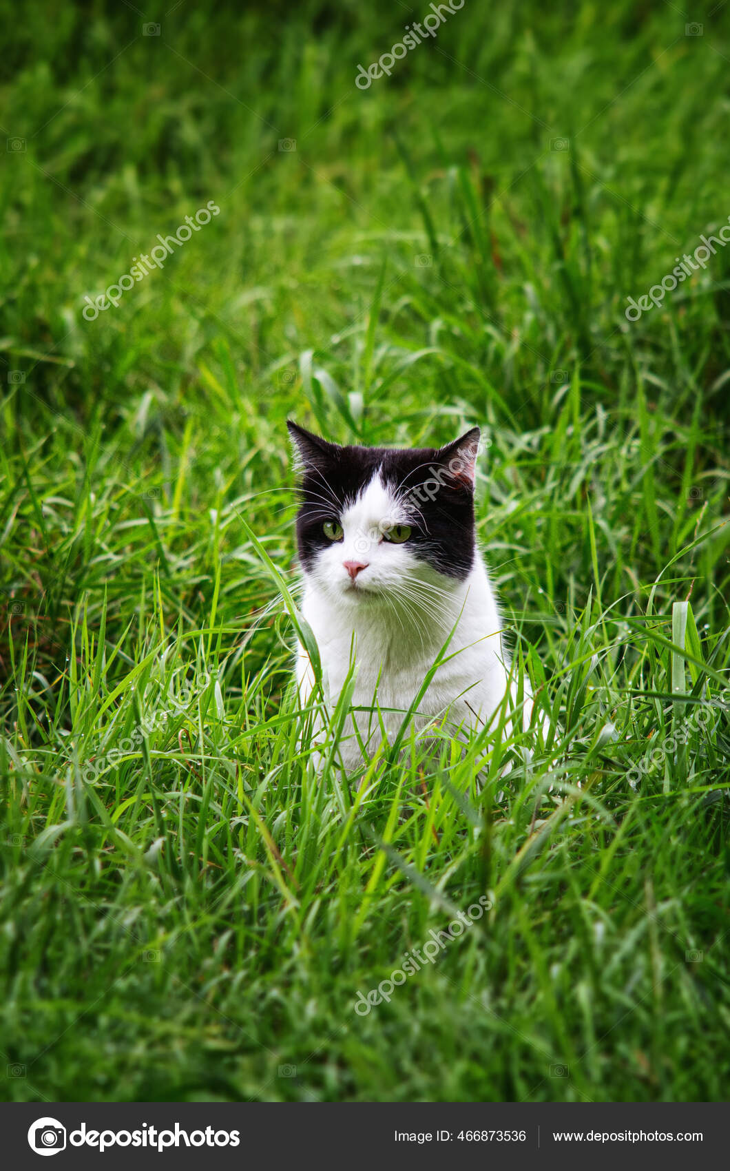 Black And White Cat Outside