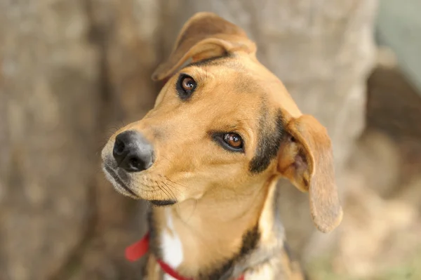 Curious dog Stock Photos, Royalty Free Curious dog Images | Depositphotos