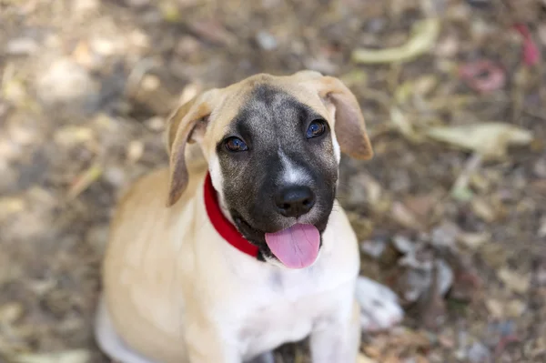 Cute Rhodesian Ridgeback Puppy Dog Close Portrait Tongue Out Grey Stock ...
