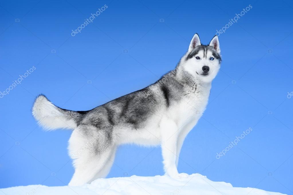 Siberian husky on snow Stock Photo by ©ZakharovEvgeny 101473252
