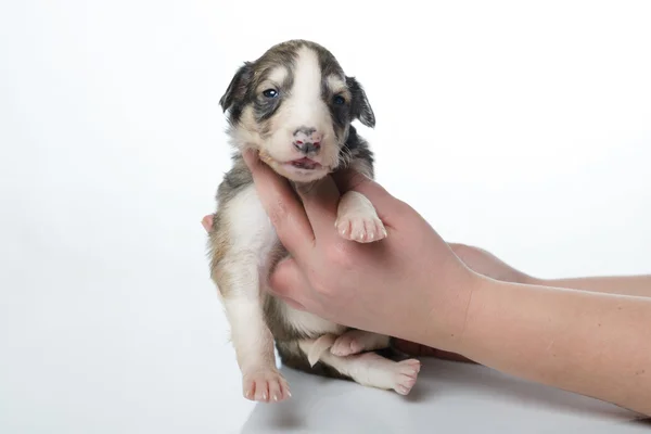 Cute russian borzoi puppy Stock Photo by ©ZakharovEvgeny 103703434