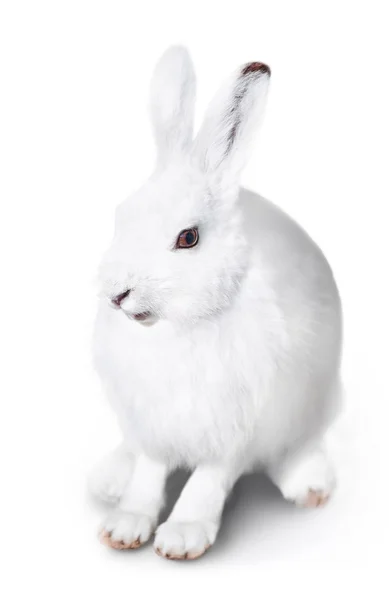 White rabbit Stock Photo by ©Jim_Filim 3843929