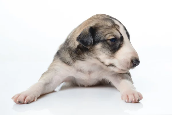 Cute russian borzoi puppy — Stock Photo © ZakharovEvgeny #103703224