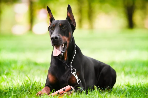 Doberman Police Dog