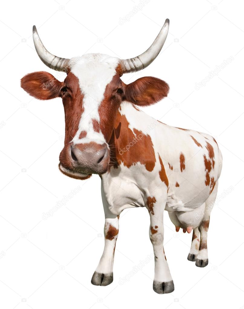 Spotted brown cow Stock Photo by ©ZakharovEvgeny 103710700