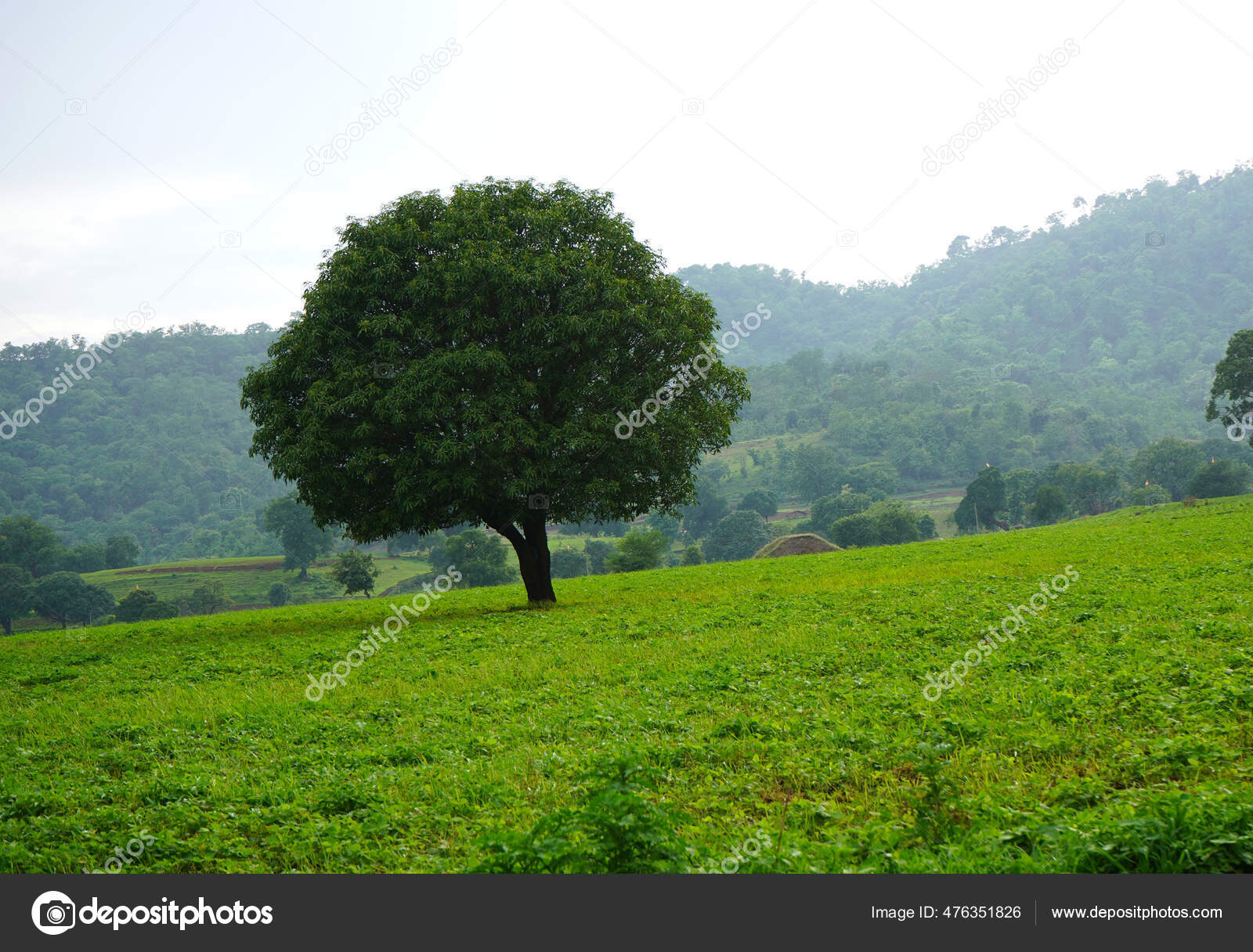 Big Mango Tree Park Stock Photo by ©CRSPHOTOS 476351826