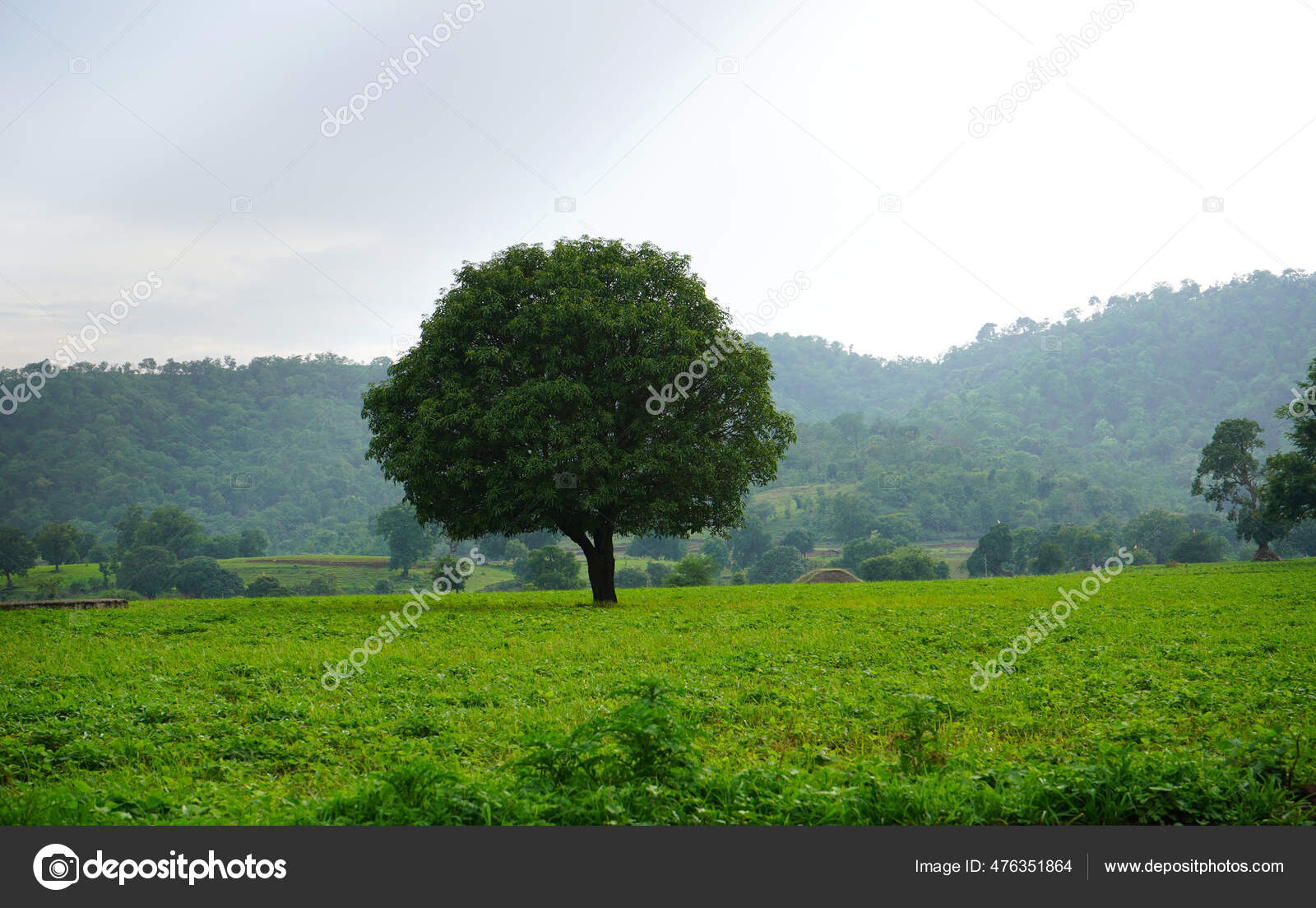 Big Mango Tree Park Stock Photo by ©CRSPHOTOS 476351864