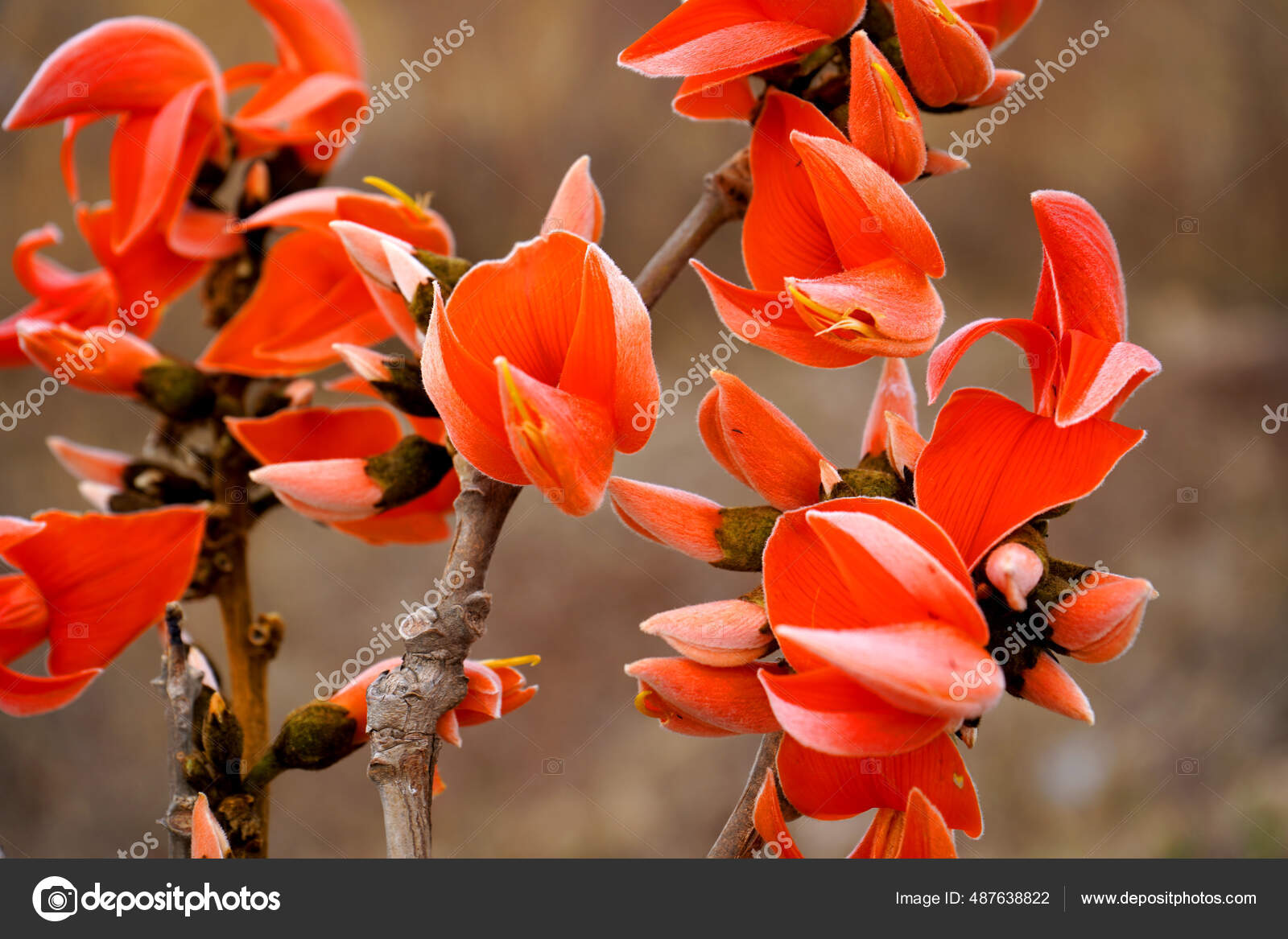 Palash Flower Garden
