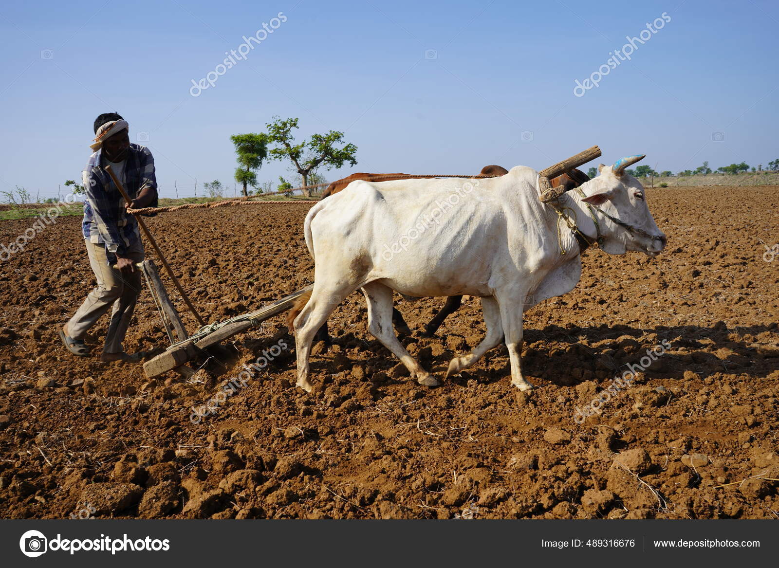 Indian Farmer Ploughing Bull His Field Maharashtra India — Stock Photo © CRSPHOTOS #489316676