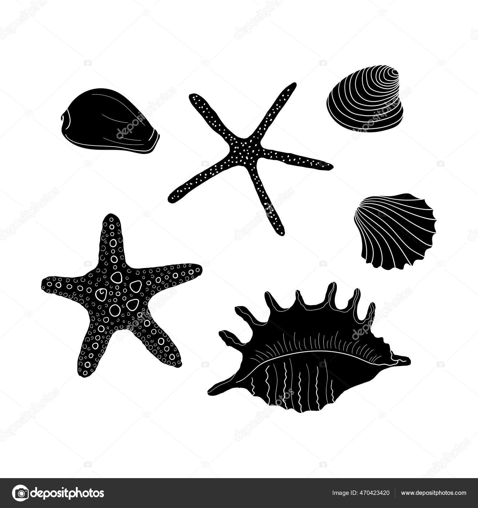 Collection Silhouette Seashells Different Forms Hand Drawn Vector ...