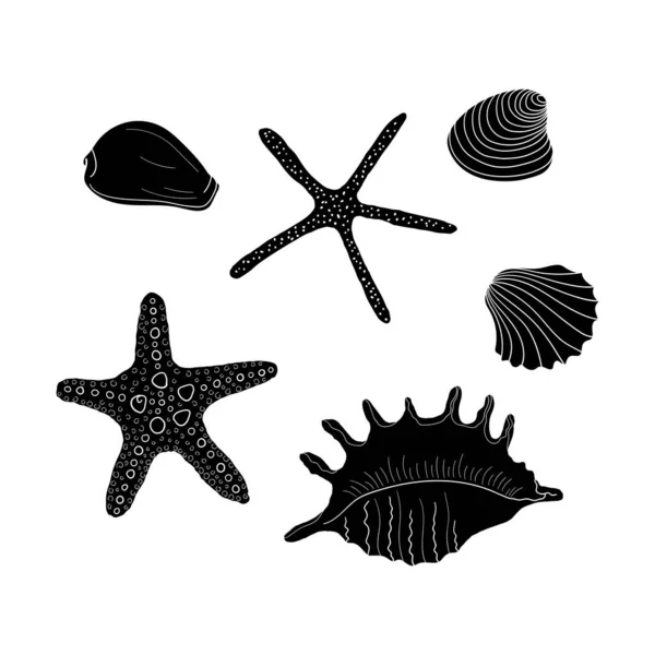 65 Cowry Vector Images, Cowry Illustrations | Depositphotos