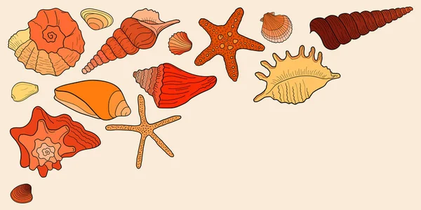 65 Cowry Vector Images, Cowry Illustrations | Depositphotos