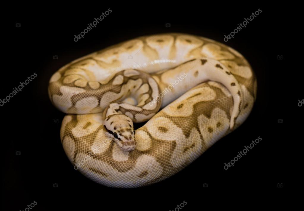 Ball Python isolated on black — Stock Photo © rbspace #82736800