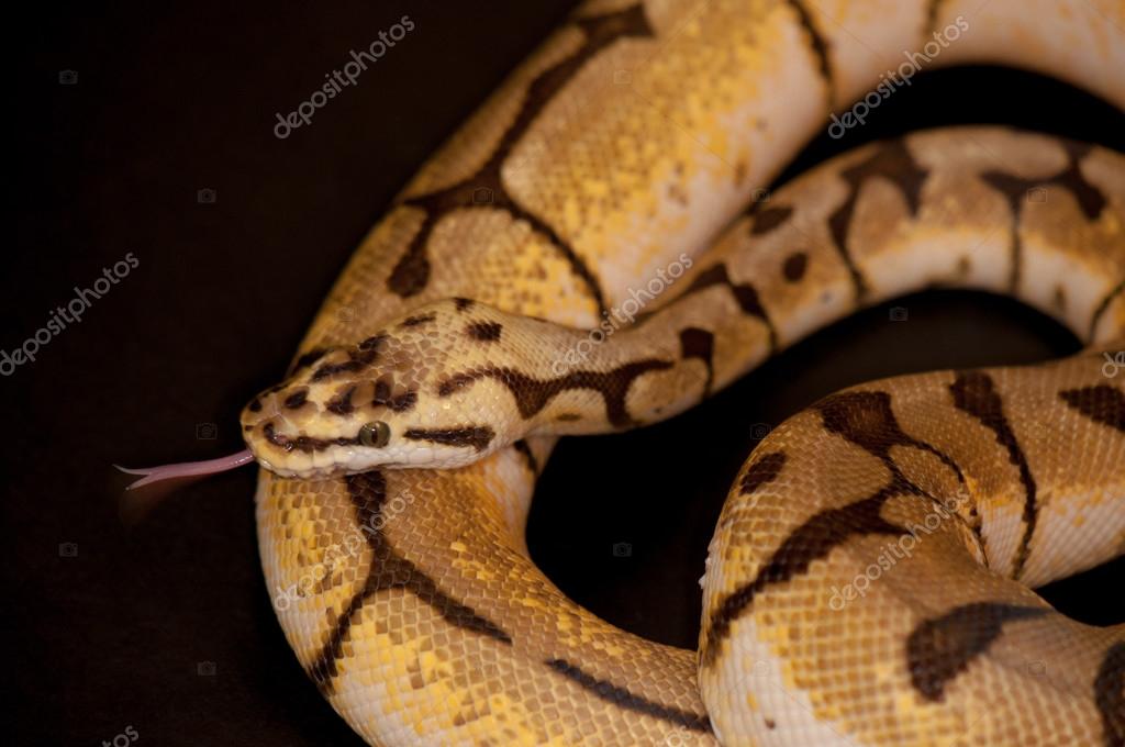 Ball Python detail Stock Photo by ©rbspace 83491416
