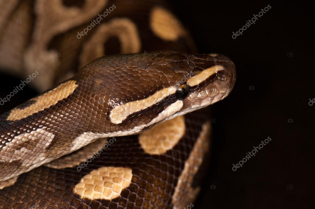 Ball python isolated — Stock Photo © rbspace #85858230