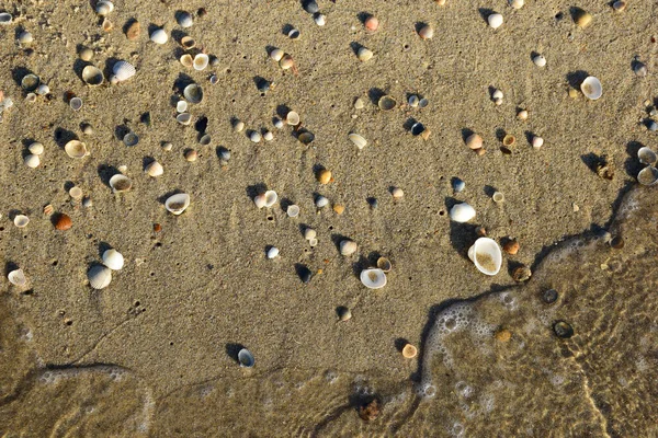 Sea shells on the beach Stock Photos, Royalty Free Sea shells on the ...