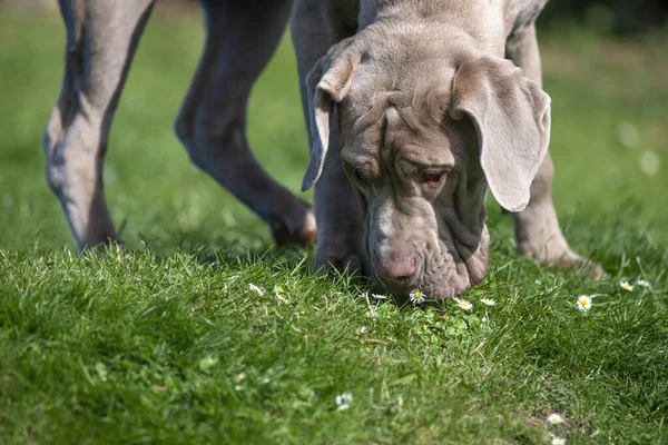 Large dog smelling the grass scent to track and rescue, or hunt ...