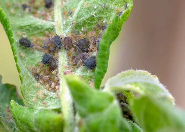 Pest reproduction Stock Photos, Royalty Free Pest reproduction Images ...