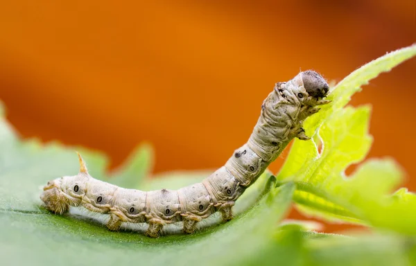 Silkworm Stock Photos, Royalty Free Silkworm Images | Depositphotos
