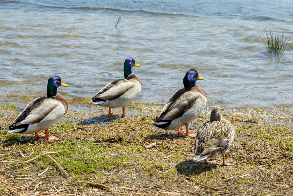 Ducks along the lake — Stock Photo © stefanocarocci #106909778