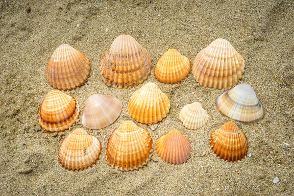 A group of seashells Stock Photos, Royalty Free A group of seashells ...