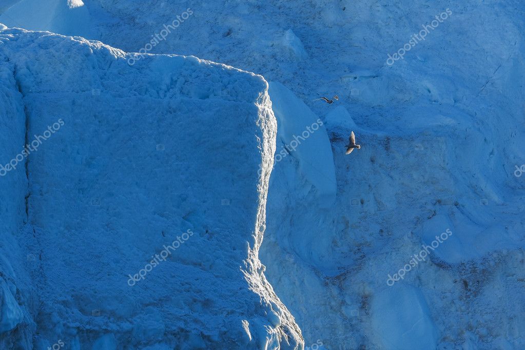 Bird flying against iceberg Stock Photo by ©paradoxdes 124862416