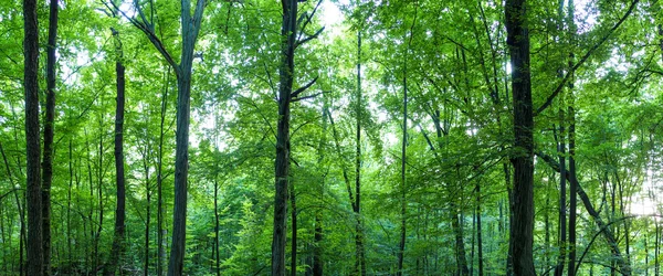 Huge forest panorama Stock Photo by ©paradoxdes 53312943