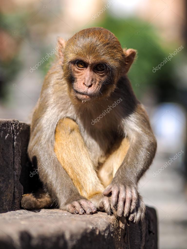 Sitting monkey on swayambhunath stupa — Stock Photo © paradoxdes #53313873