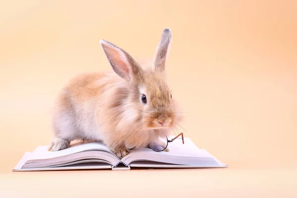 Rabbit Studying