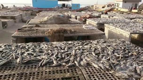 2,068 Salted fish Videos, Royalty-free Stock Salted fish Footage ...