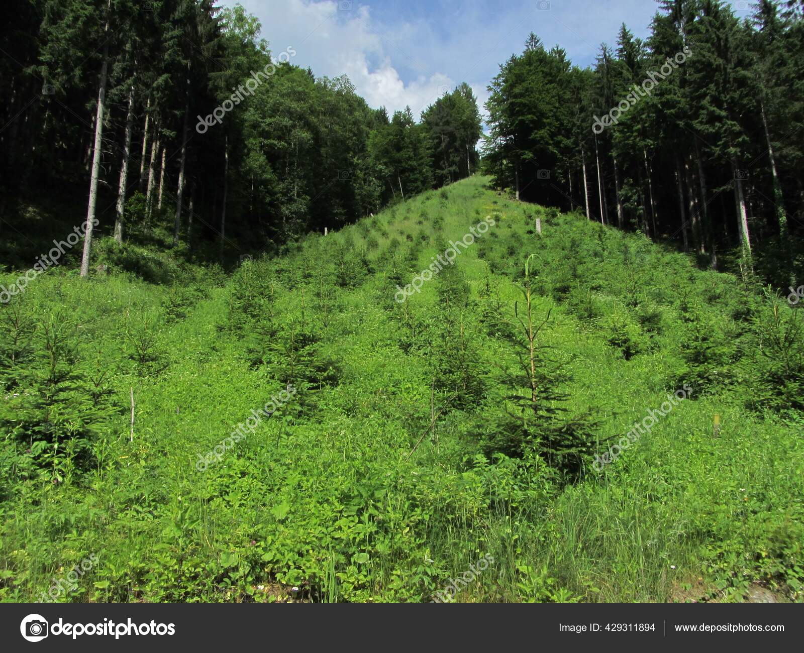 Reforestation Reafforestation Forest Tree Planting Growing Stock Photo ...
